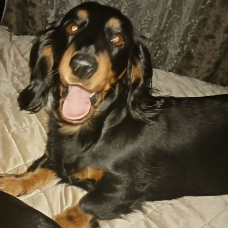 Такса, щенок