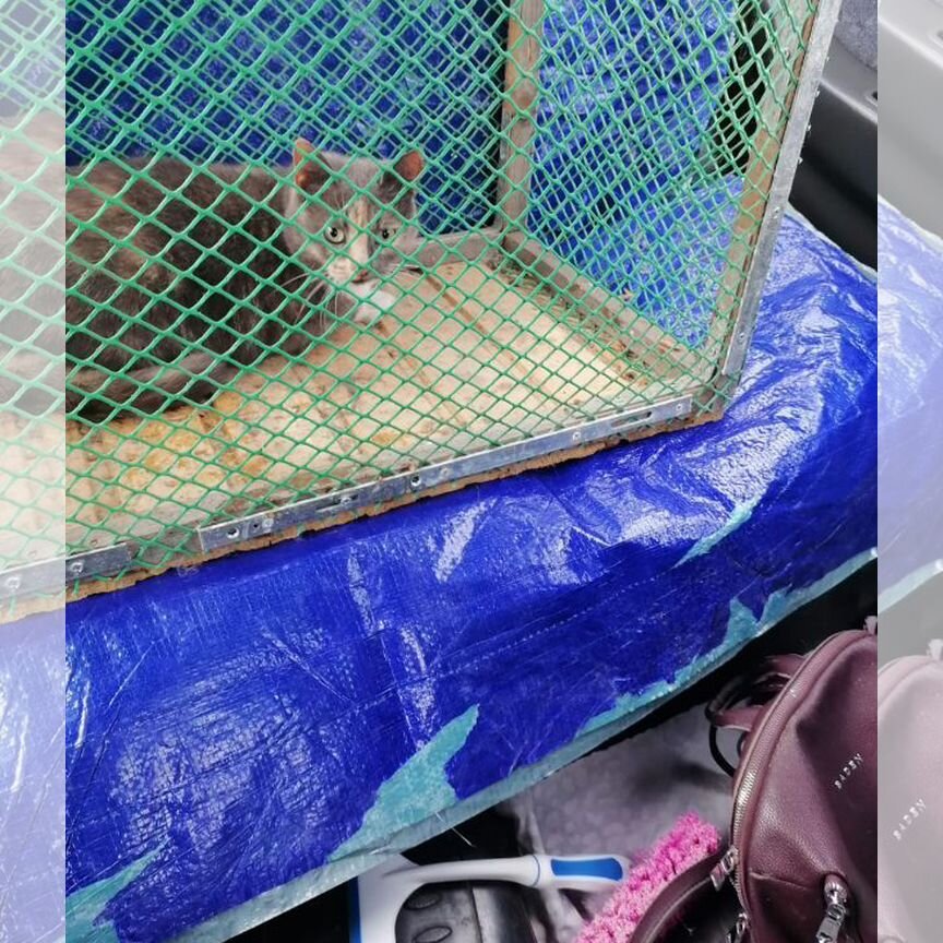 Кошки в добрые руки бесплатно