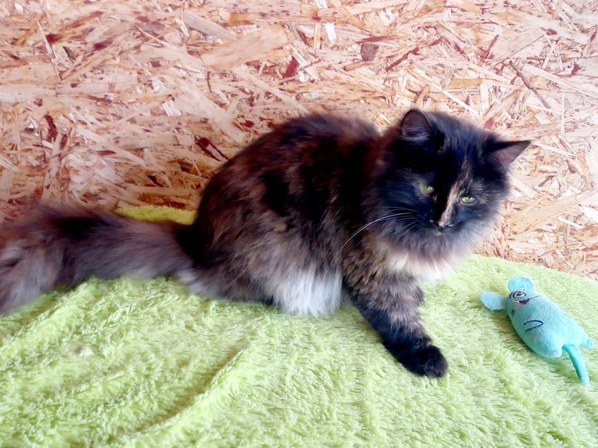 Кошки в добрые руки