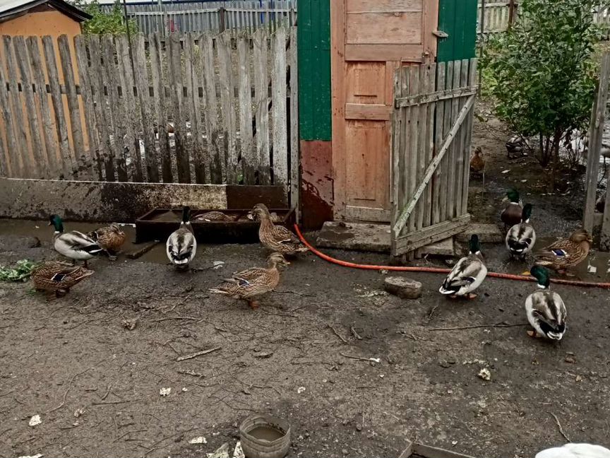 Крековая подсодная