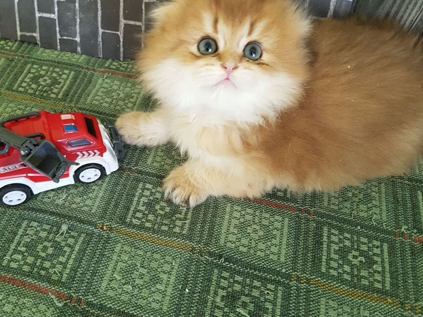 Шотландские золотые