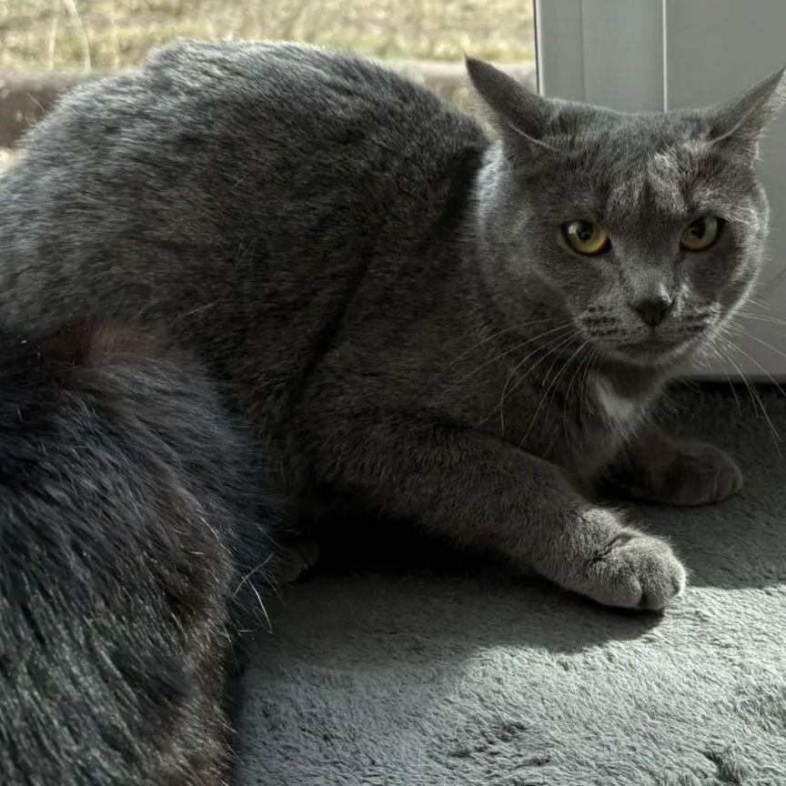 Взрослая, кошка в добрые руки