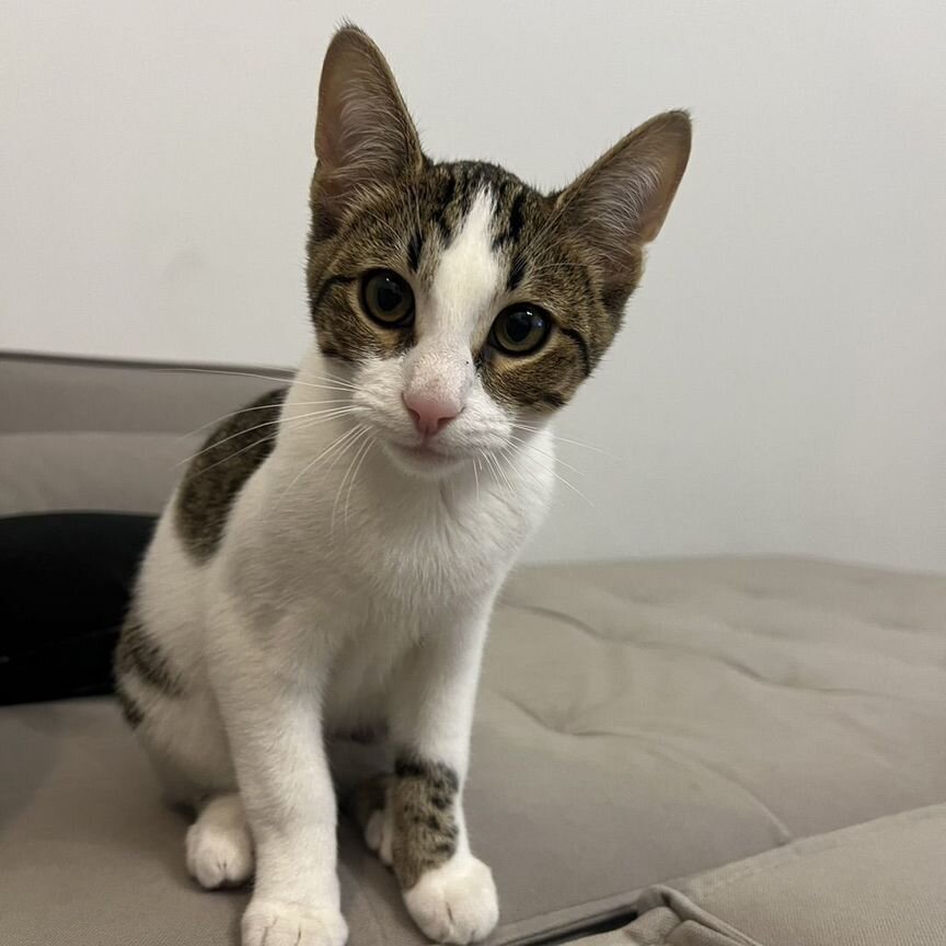 Котята в добрые руки бесплатно мальчик