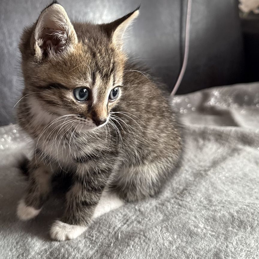 Котенок
