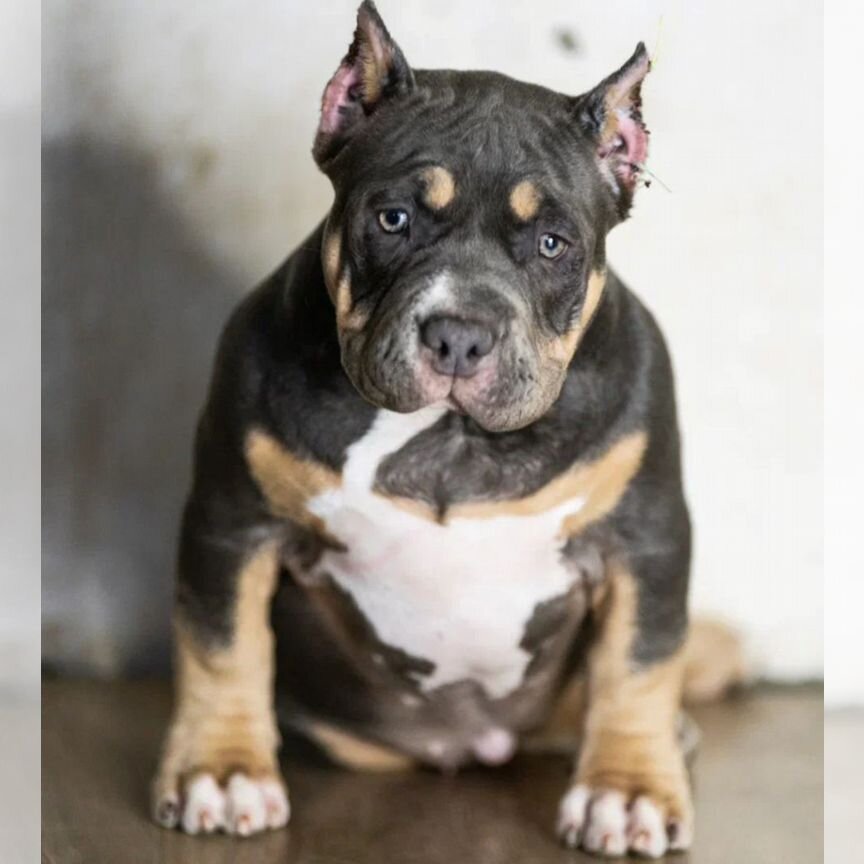 Американский булли, щенок