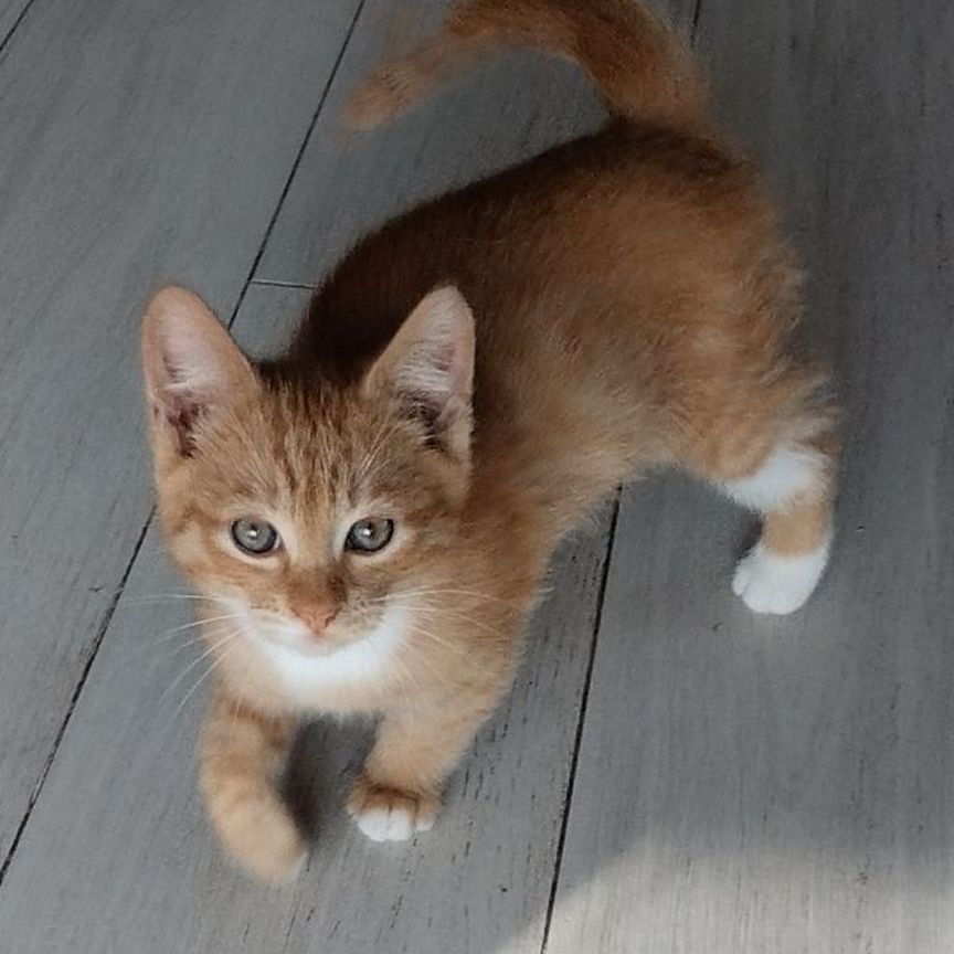 Котенок для Вас