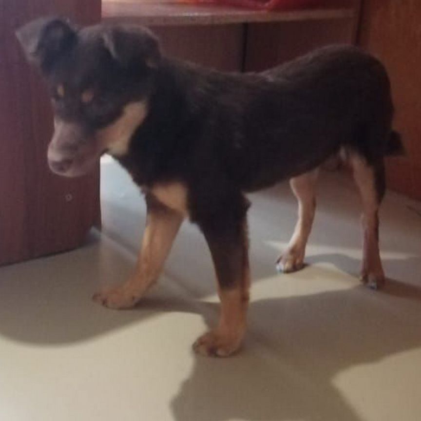 Собака в хорошие руки