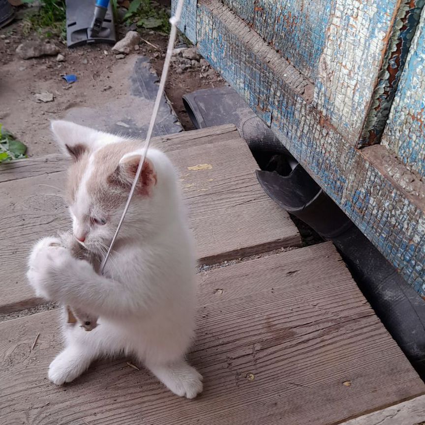 Цезарь,2 месяца,умеет,все)