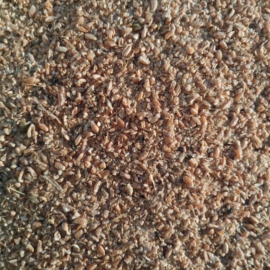 Дробленка(пшеница)