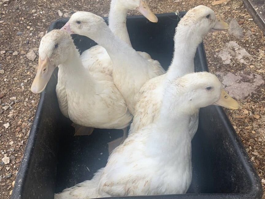 Утки, муларды