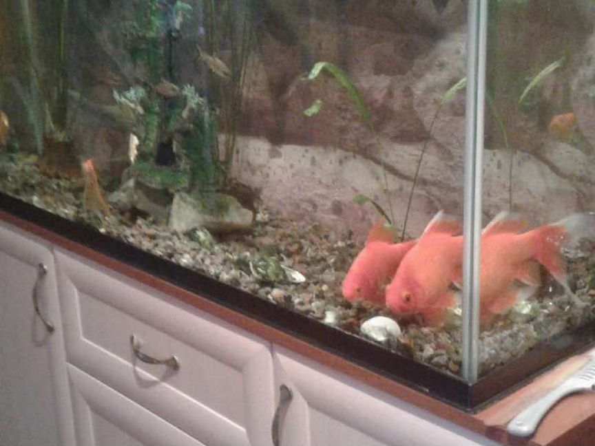 Аквариум 240литров