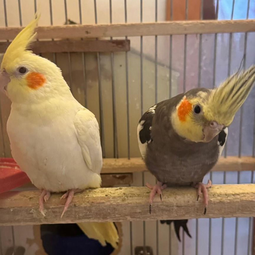 Попугай корелла птенец ручной