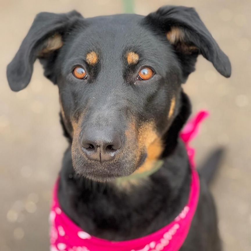 Взрослая собака в добрые руки