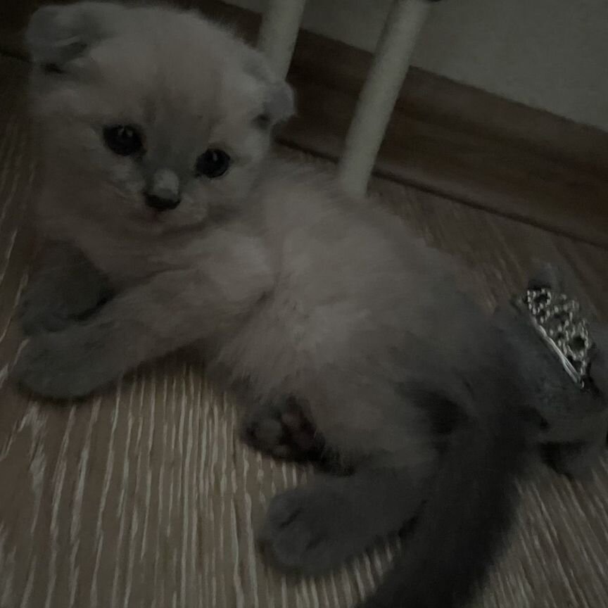Шотландский вислоухий короткошёрстный котёнок