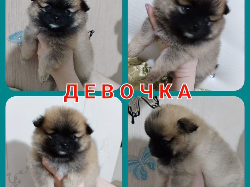 Щенки померанского шпица медвежьего типа