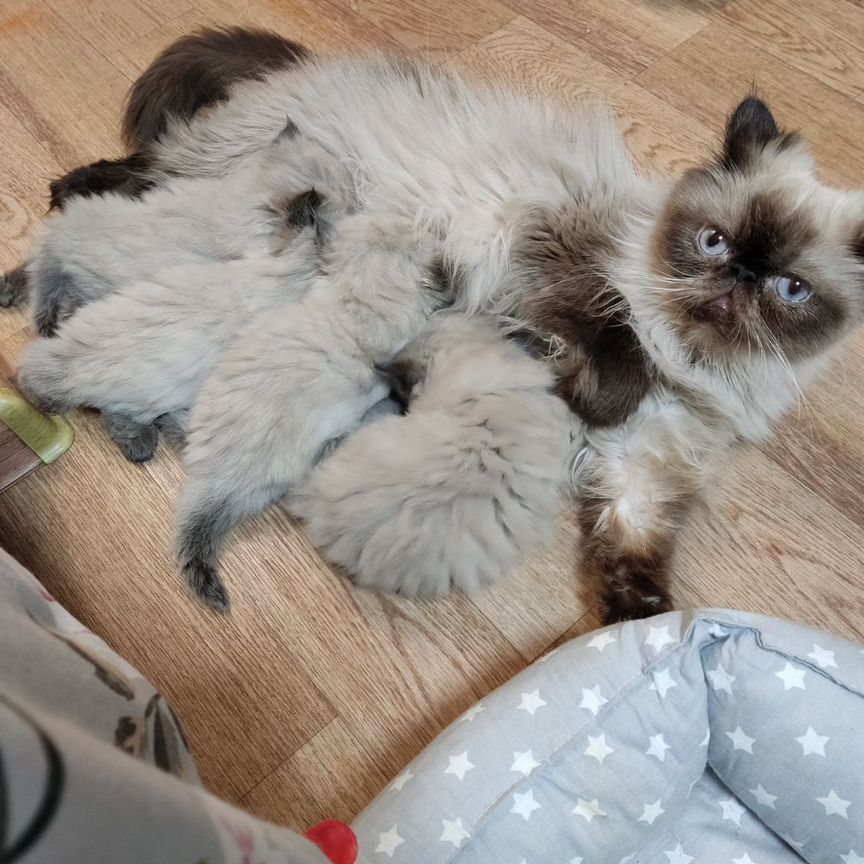 Гималайские котята