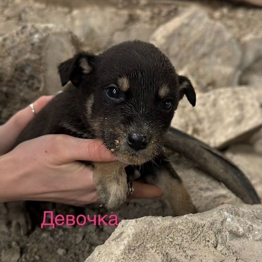 Щенок в добрые руки