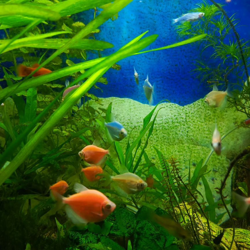 Обмен тернеции на скалярии