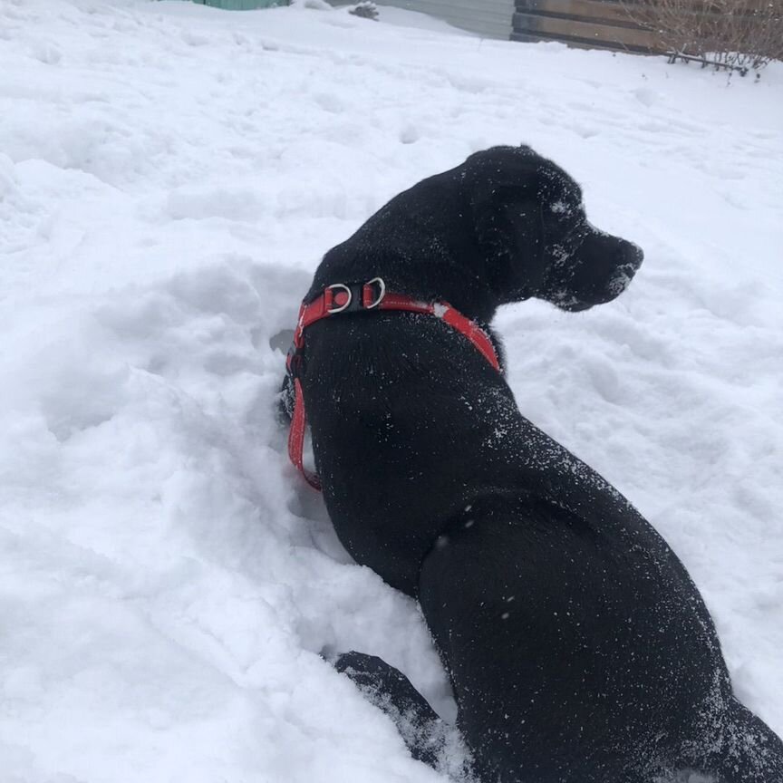 Кабель лабладор вязка