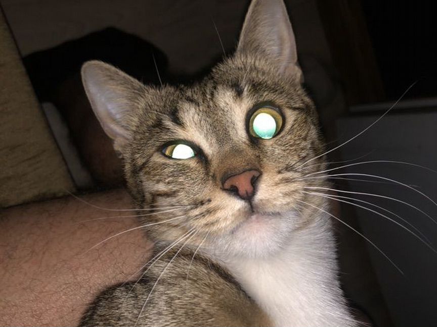 Кошка Лилит