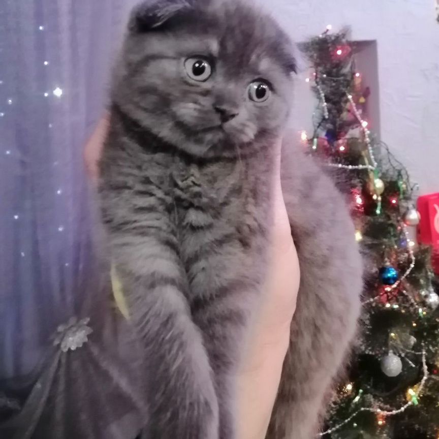 Шотландская вислоухая короткошёрстная кошка, взрослая