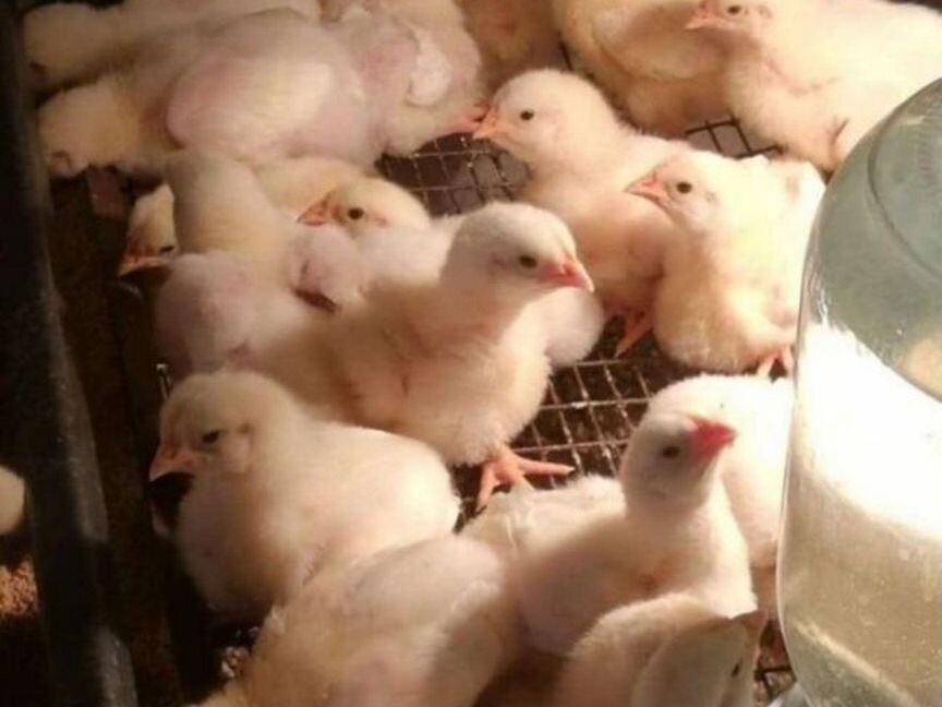 Цыплята бройлера суточные