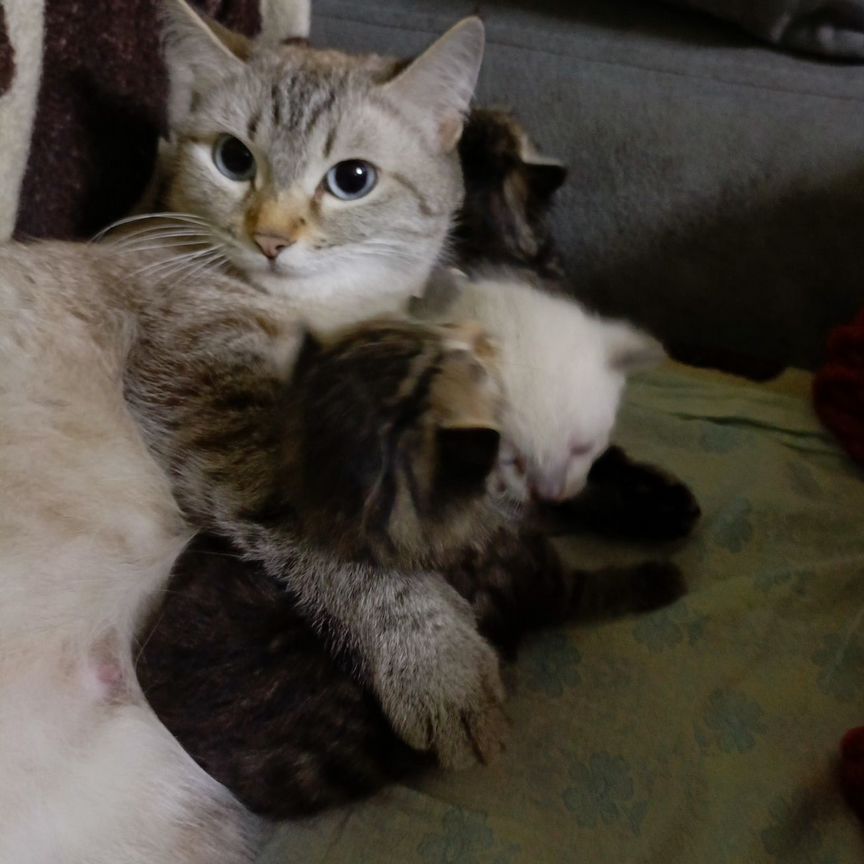 Котёнок от частного владельца