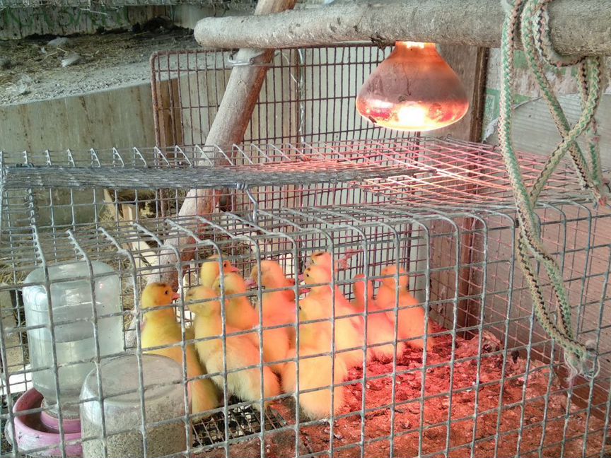 Мускусные утята