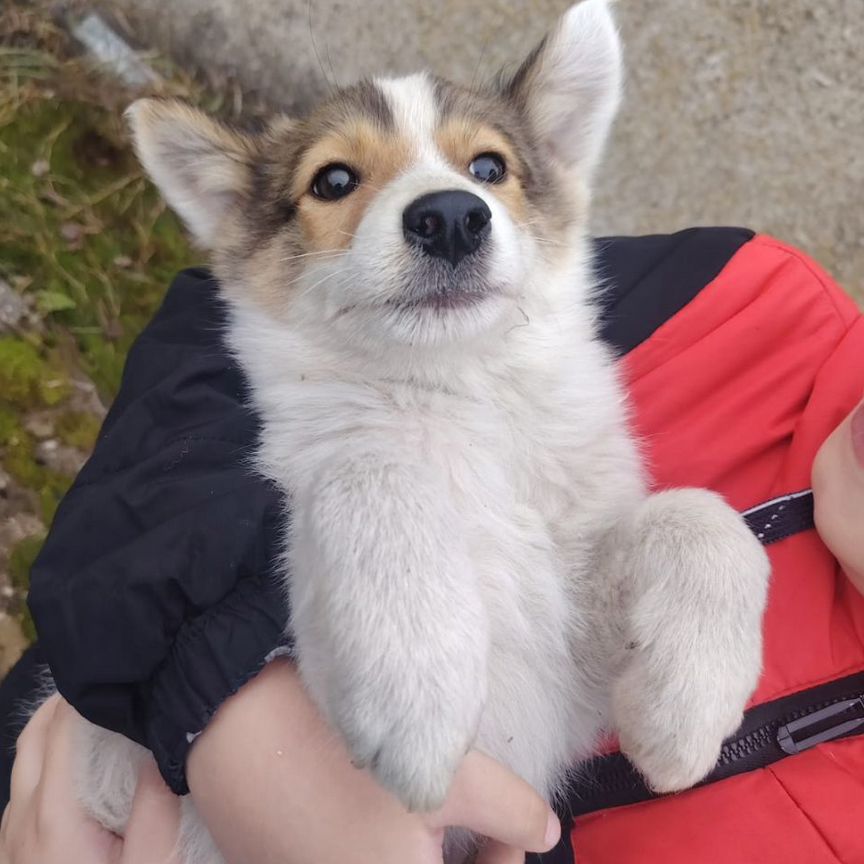 Щенок в добрые руки