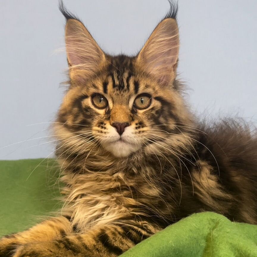 Котята мейн-кун