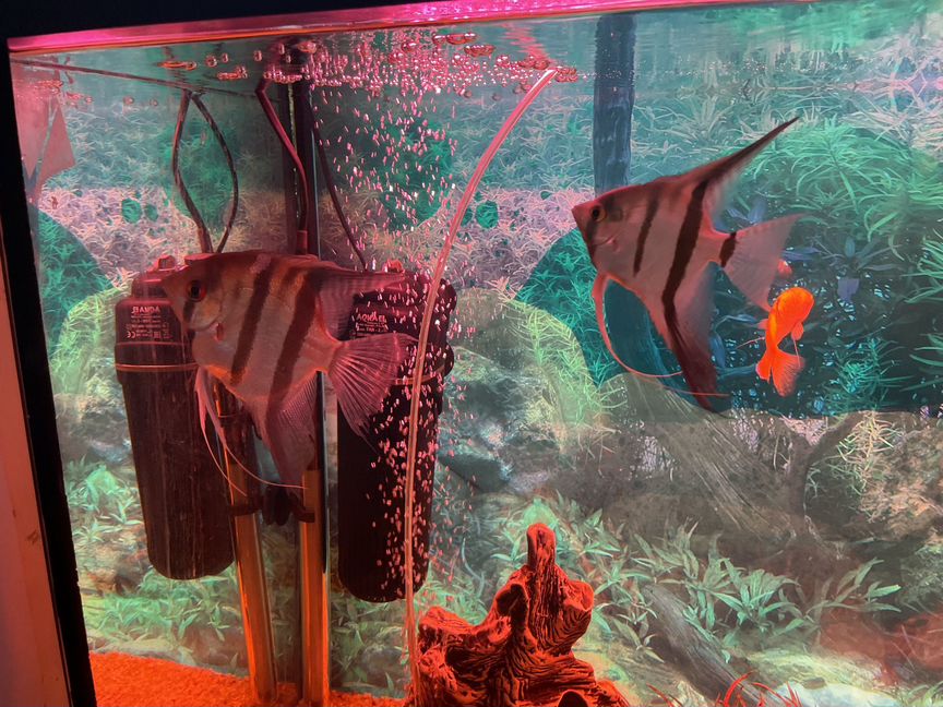 Аквариумные рыбки