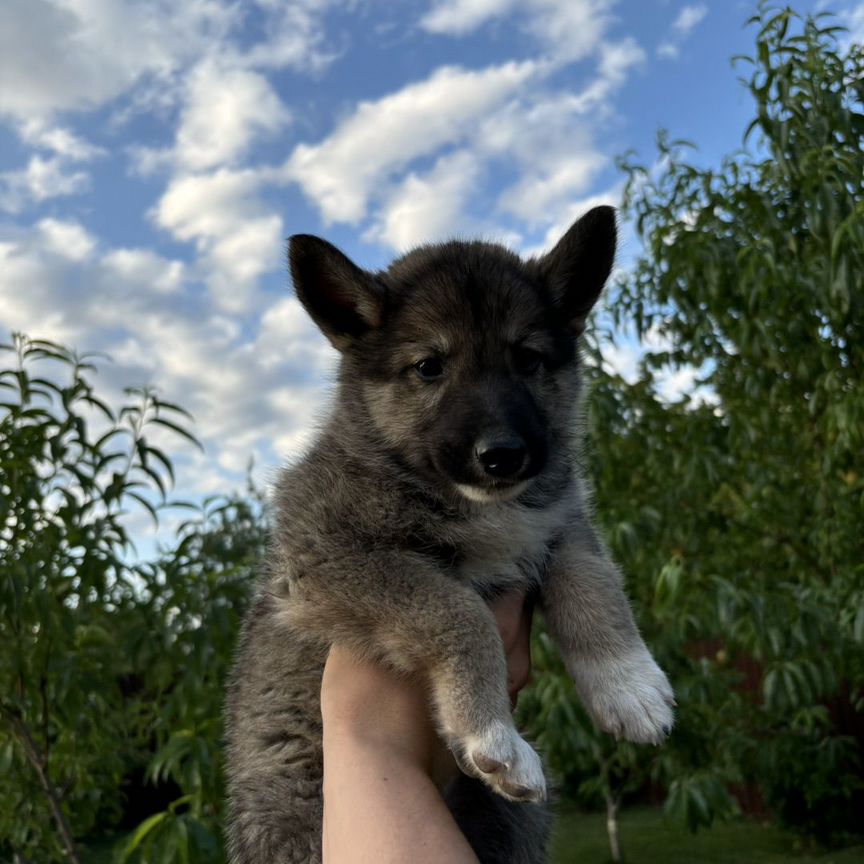 Отдам щенка в добрые руки
