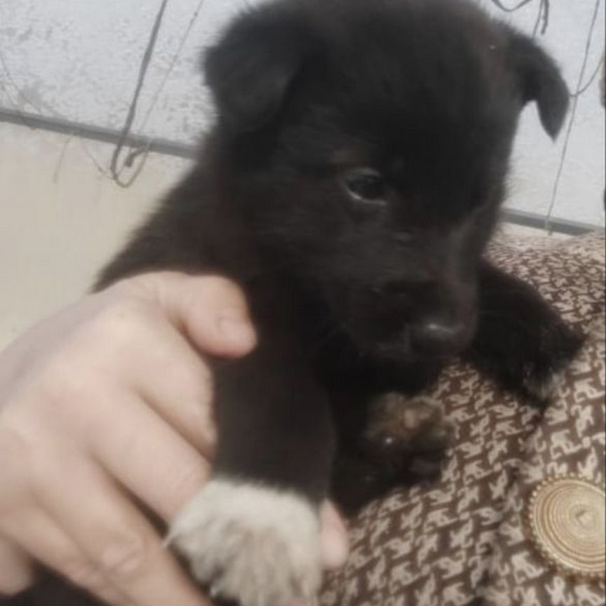 Щенок в добрые руки