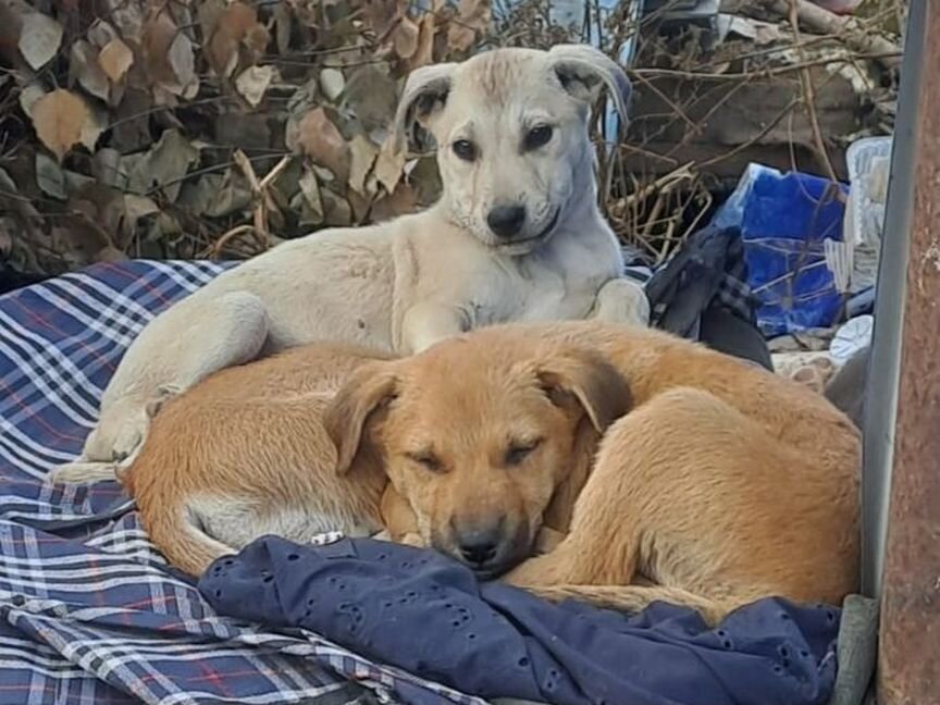 Собака в добрые руки