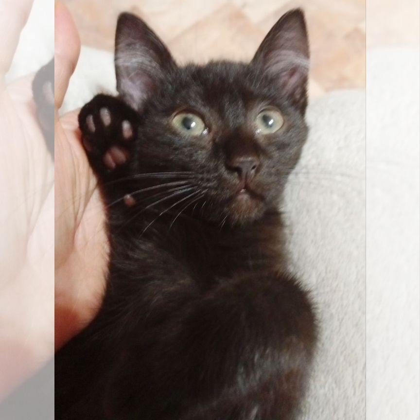 Котёнок в добрые руки