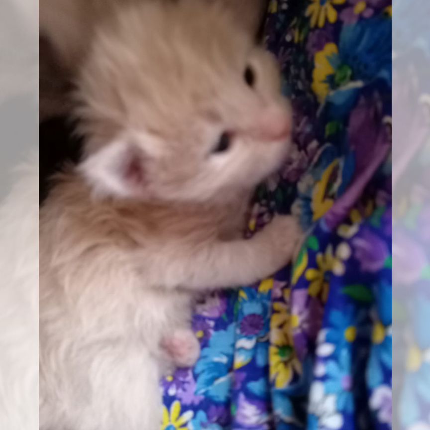 Донской сфинкс котёнок