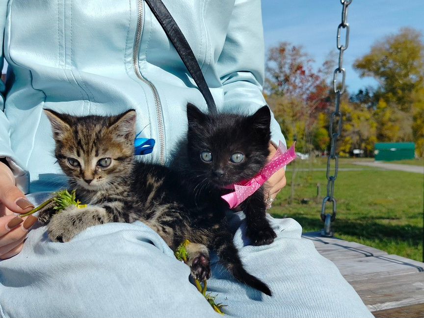 Пушистенькая девчуля мраморный окрас