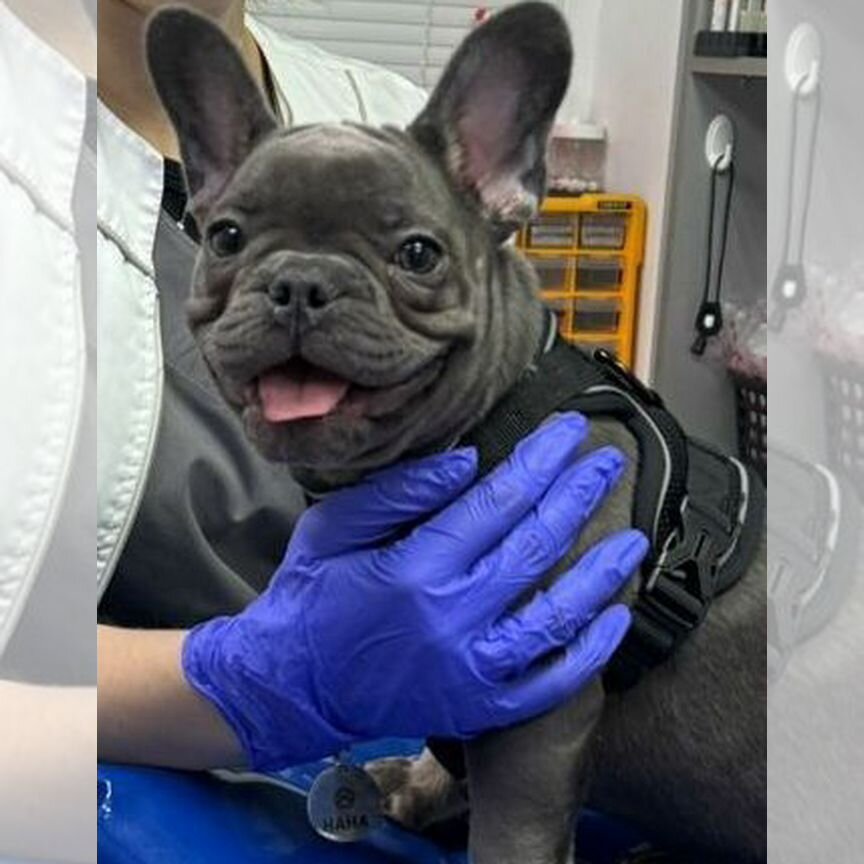 Французский бульдог, щенок