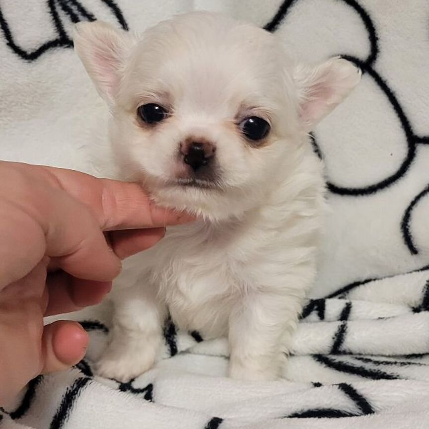 Чихуахуа, щенок