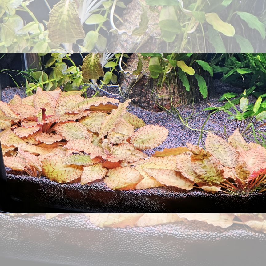 Аквариумные растения прополка