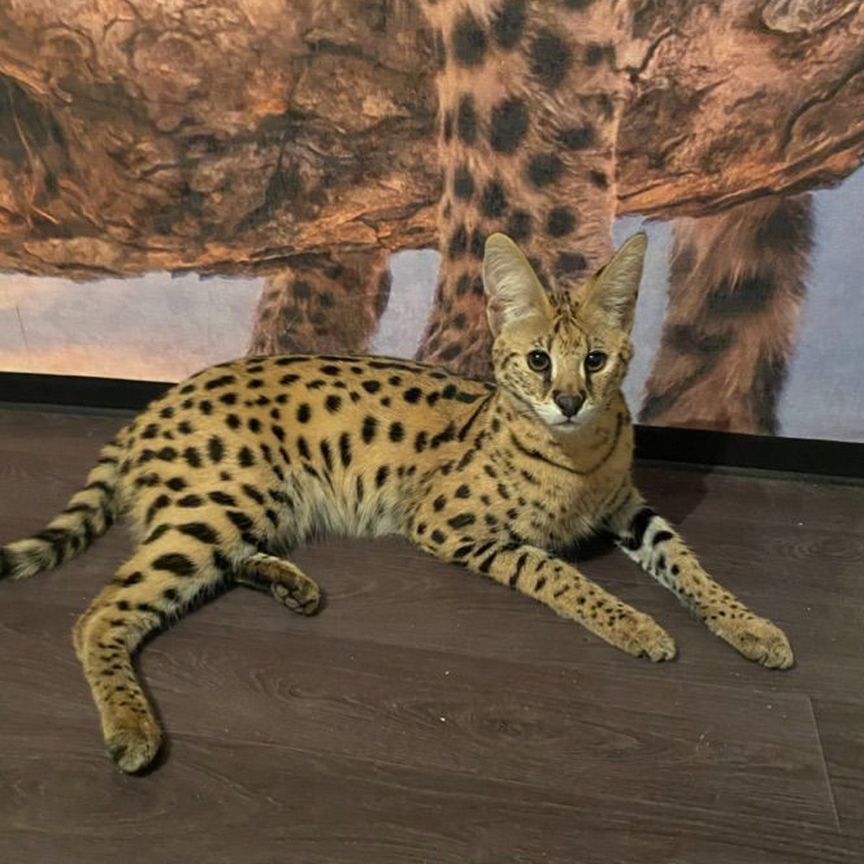 Саванна.Вязка мальчик