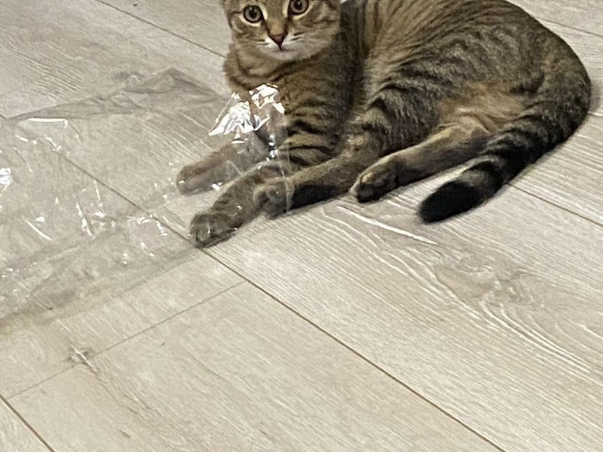 Отдам кота в добрые руки