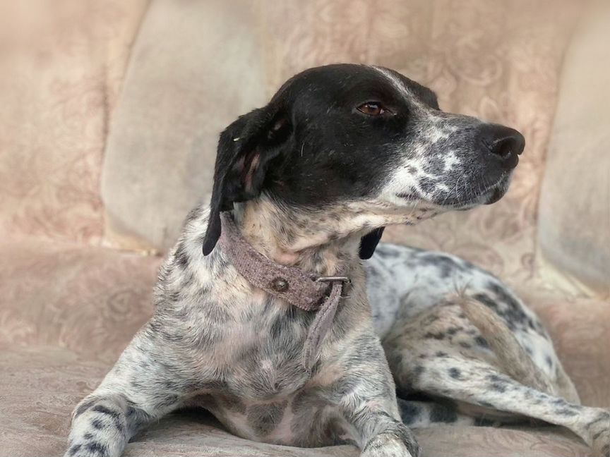 Курцхаар(очка) в добрые руки