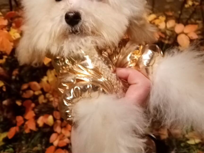Настоящий ти кап мини