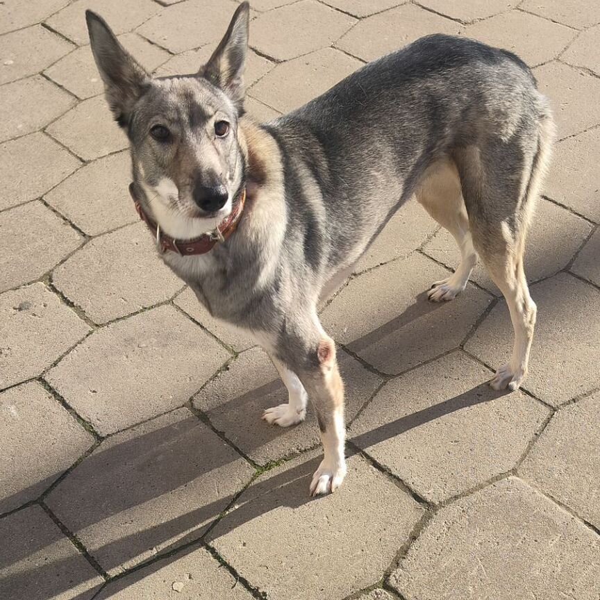 Взрослая собака в добрые руки