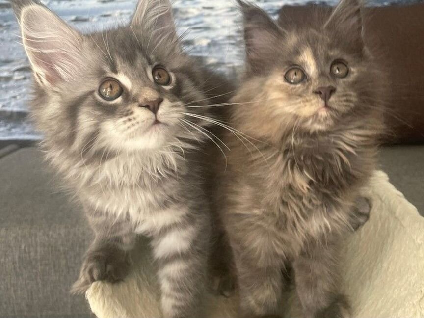 Котята мейн-кун