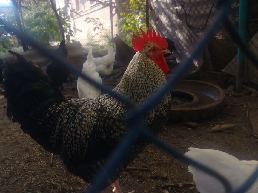 Петух Породистый