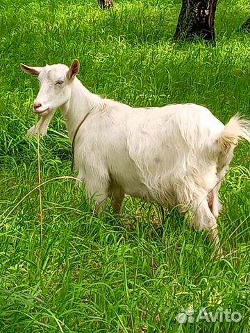 Дойная коза и козочки