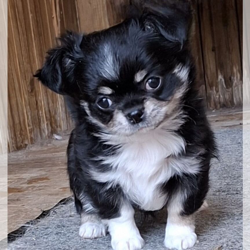 Чихуахуа, щенок