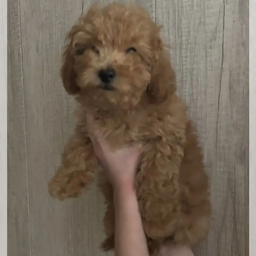 Той-пудель, щенок